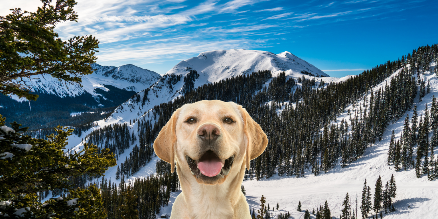 Dog-Friendly New Mexico: Top 5 Adventures with Your Dog in NM